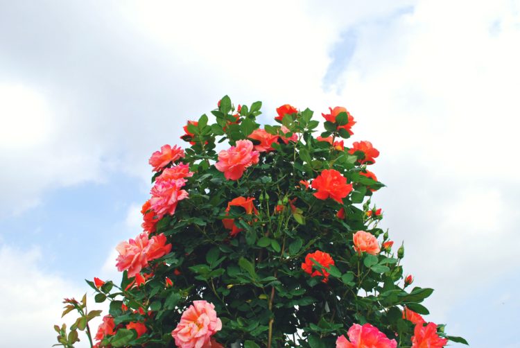 Inside the Gokseong Rose Festival | There She Goes Again