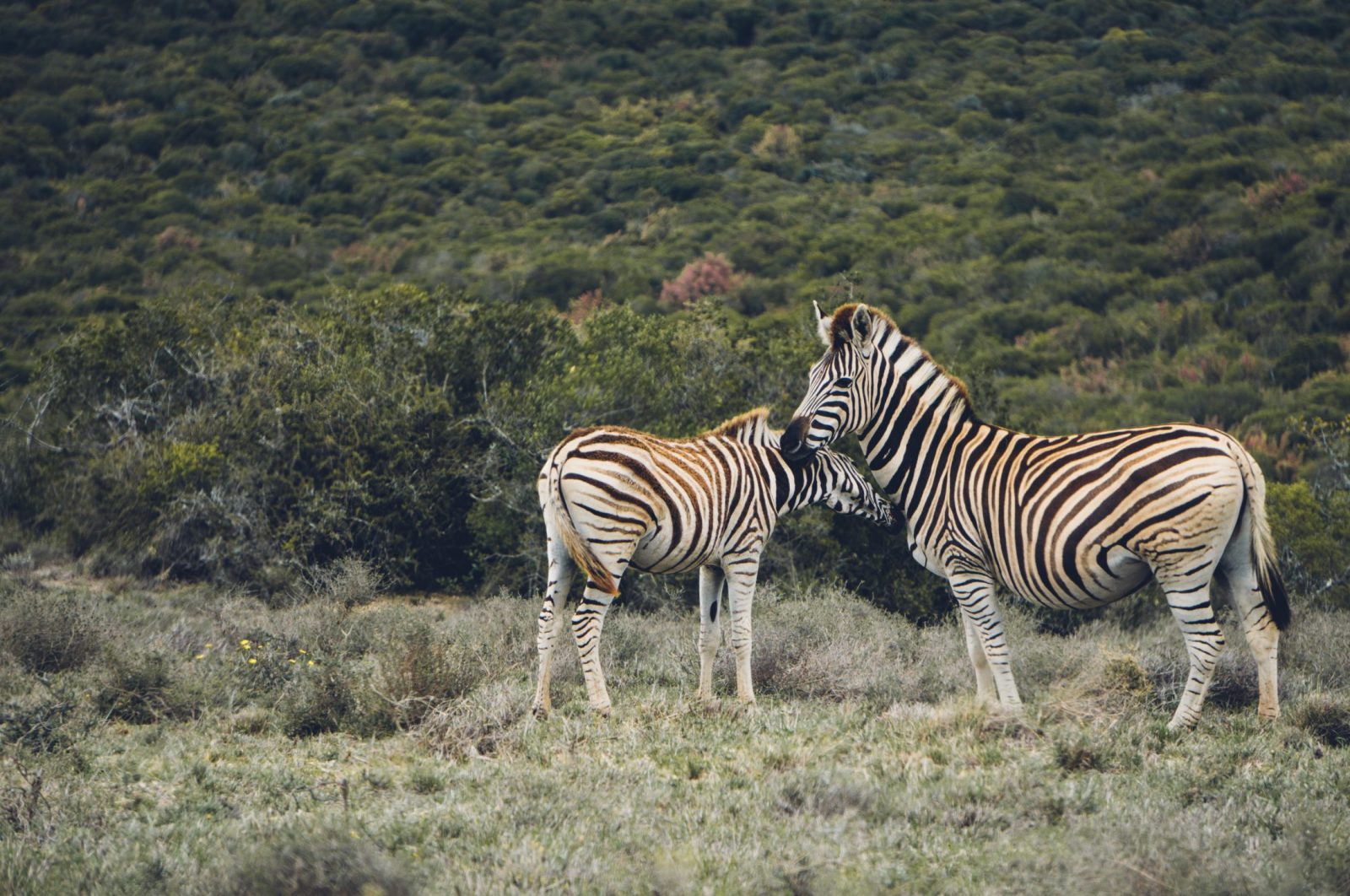 Visiting a Game Reserve in South Africa: Addo Elephant National Park ...