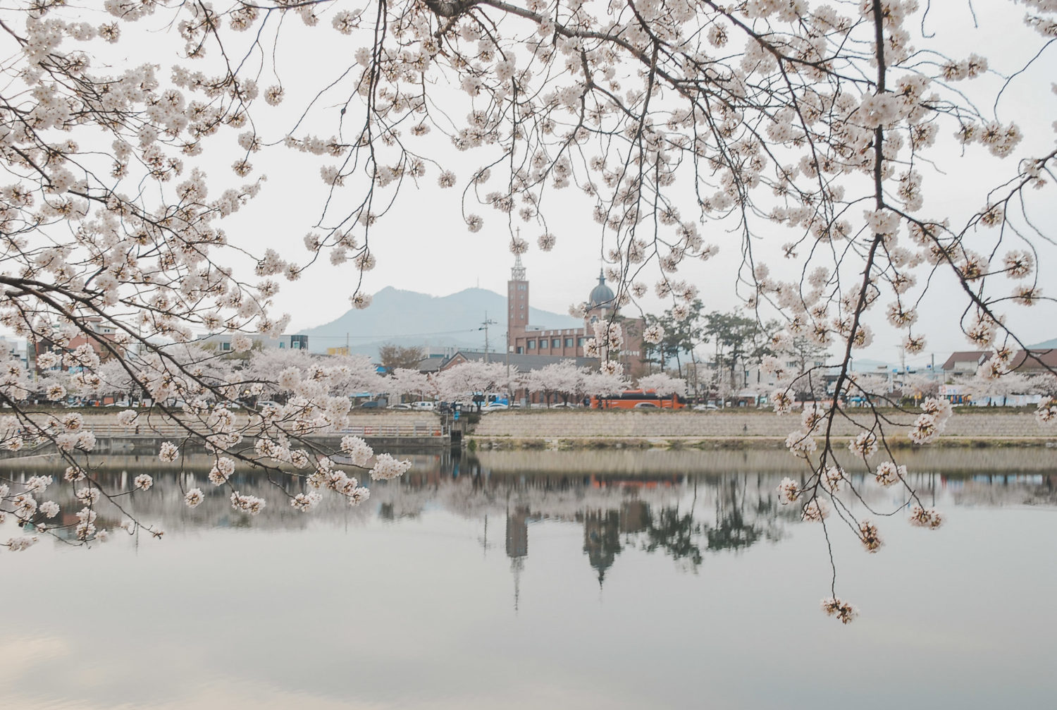 Cherry Blossoms Korea: A 2018 Forecast Guide | There She Goes Again