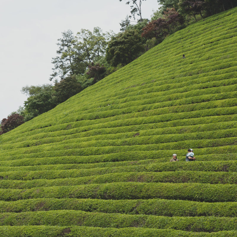 Boseong Green Tea Fields: Everything You Need to Know to Visit – There ...