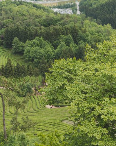 Boseong Green Tea Fields: Everything You Need to Know to Visit – There ...