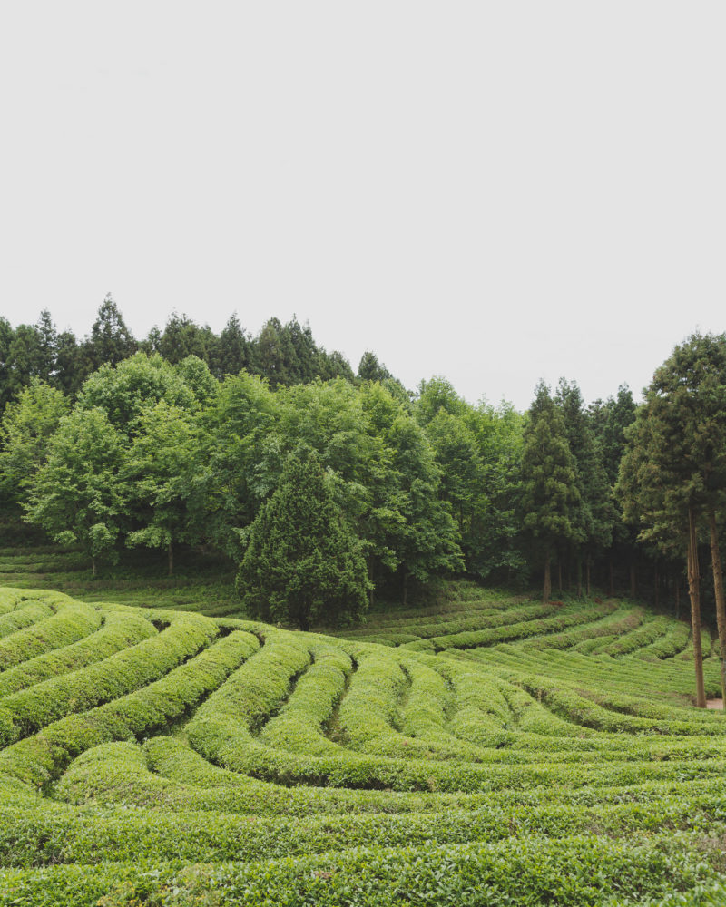 Boseong Green Tea Fields: Everything You Need to Know to Visit – There ...