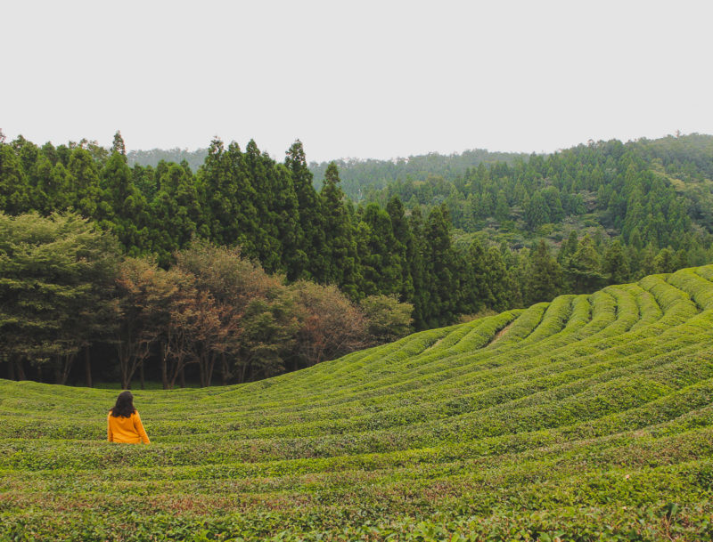 Boseong Green Tea Fields: Everything You Need to Know to Visit – There ...