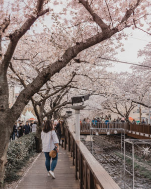 The Famous Jinhae Cherry Blossom Festival: ALL You Need to Know – There ...