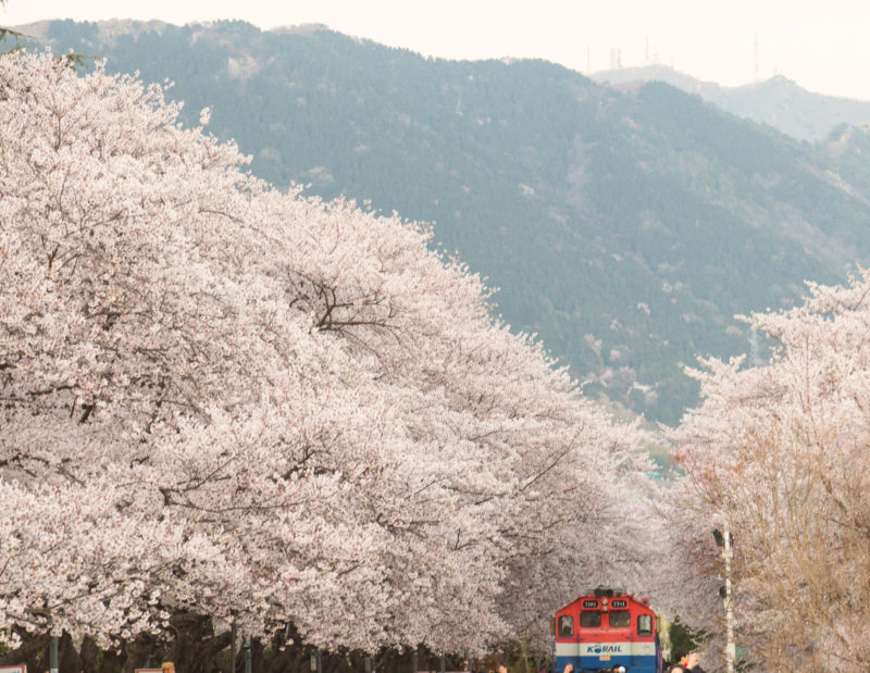 Cerezos en flor en Corea: Una guía de previsión para 2018 | Ahí va de ...