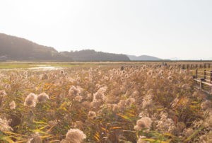 12 Fun Things to Do in Yeosu, Korea + A Travel Guide – There She Goes Again