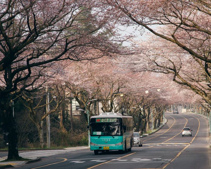 Where to Stay in Jeju: from a Frequent Visitor